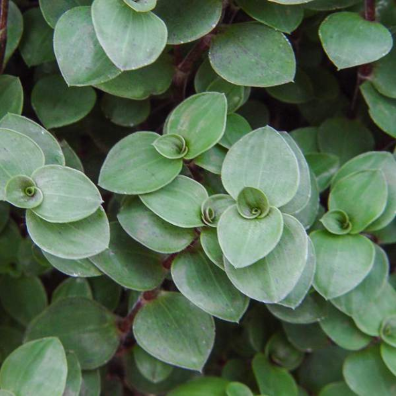 Tradescantia Bolivian Plant Plug (Tradescantia fluminensis 'Bolivian ...