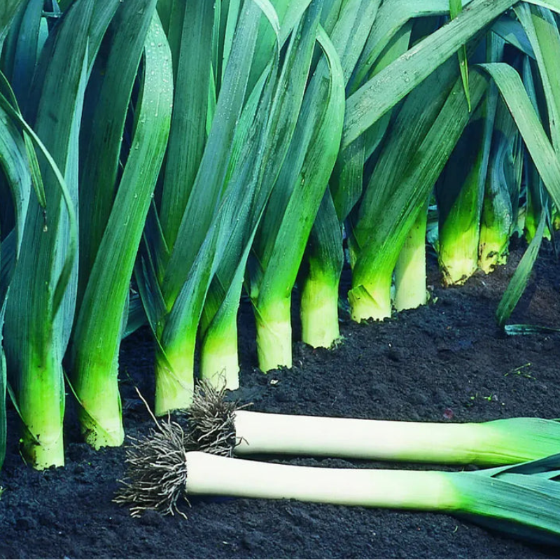 American Leek Seeds Organic (Allium ampeloprasum var. porrum) – Mild o ...