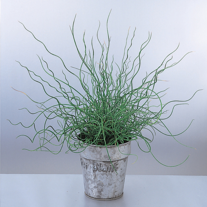 Juncus Twister Plant Plug (Juncus effusus 'Twister') – Unique Corkscre ...