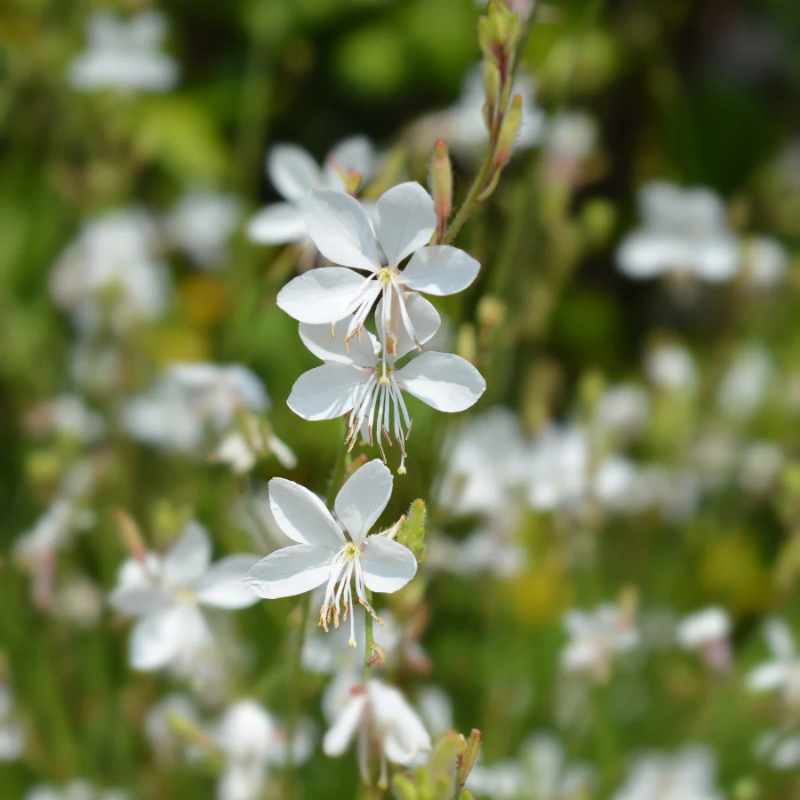 Gaura Steffi White Plant Plug (Gaura lindheimeri) – Graceful white blo ...