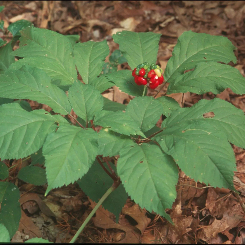 American Ginseng Seeds Organic Wild Grown (Panax quinquefolius) – Medi ...