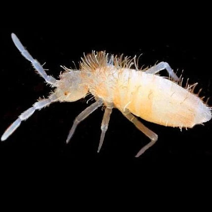 Tropical Pink Springtails – Live Soil Clean-Up Crew (Collembola sp.) f ...