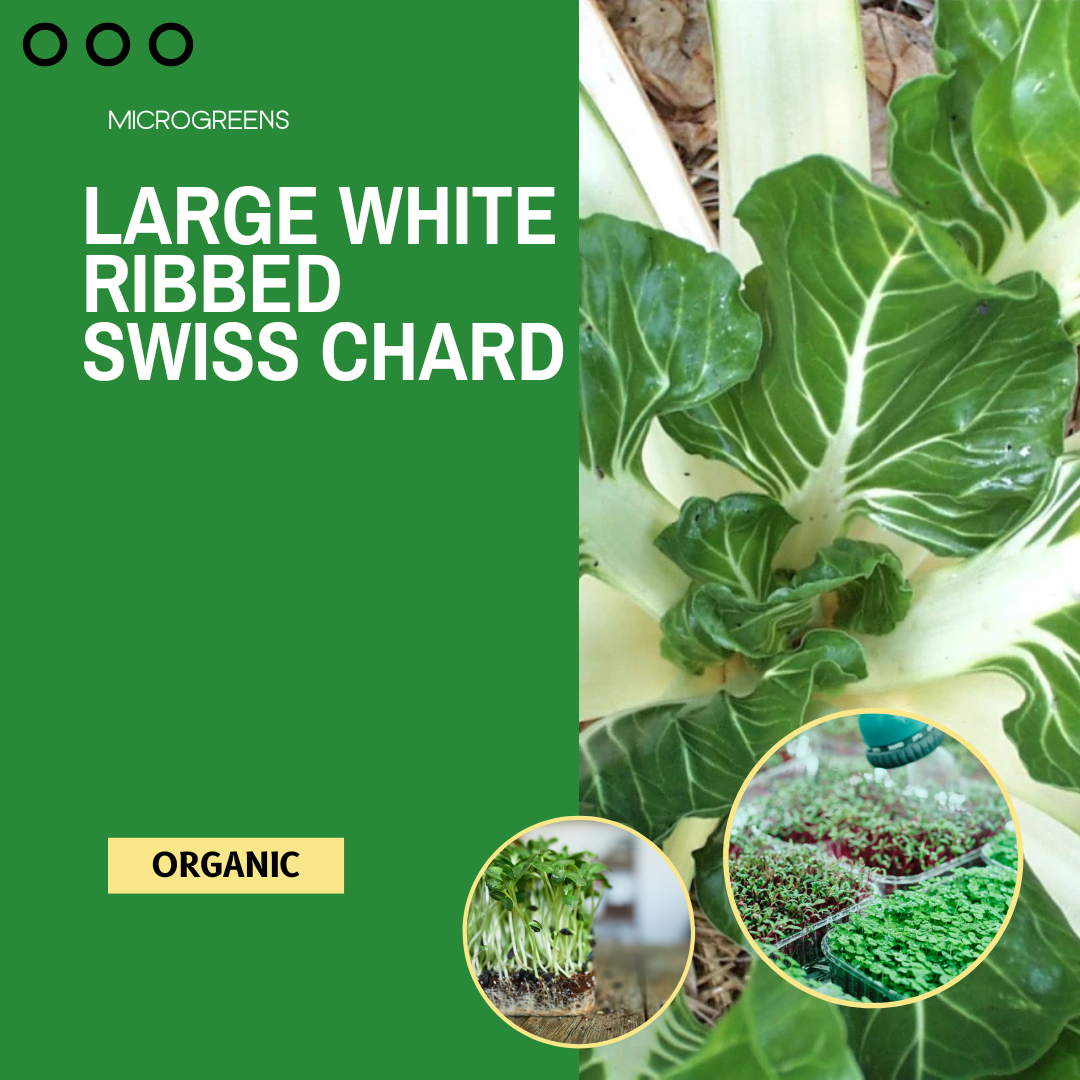 Large White Ribbed Swiss Chard Microgreens Seeds (Beta vulgaris) – Cla ...
