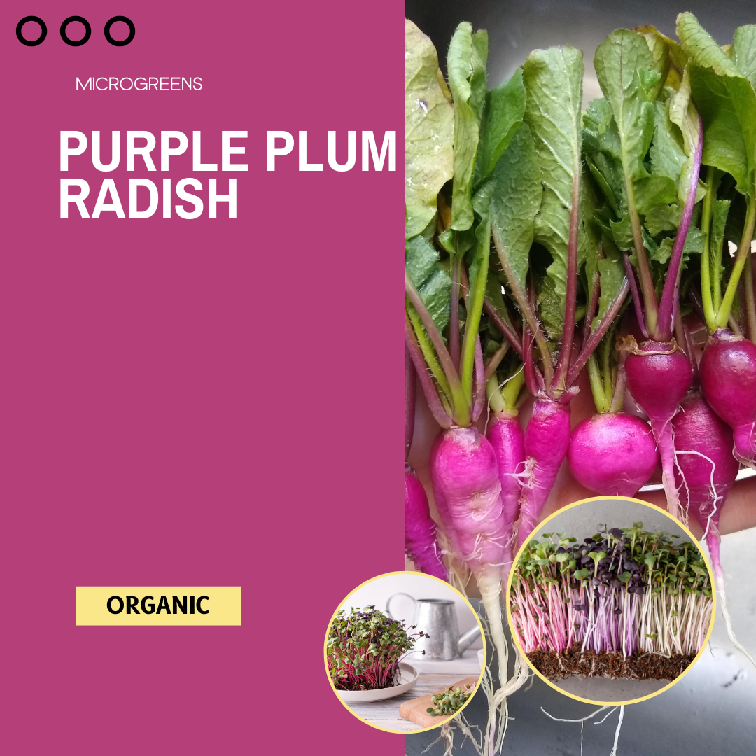 Purple Plum Radish Microgreen Seeds – Organic (Raphanus sativus) Organ ...