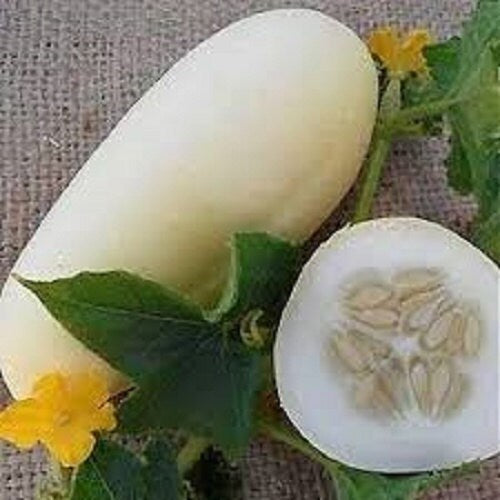 Organic White Wonder Cucumber Seeds (Cucumis sativus 'White Wonder ...