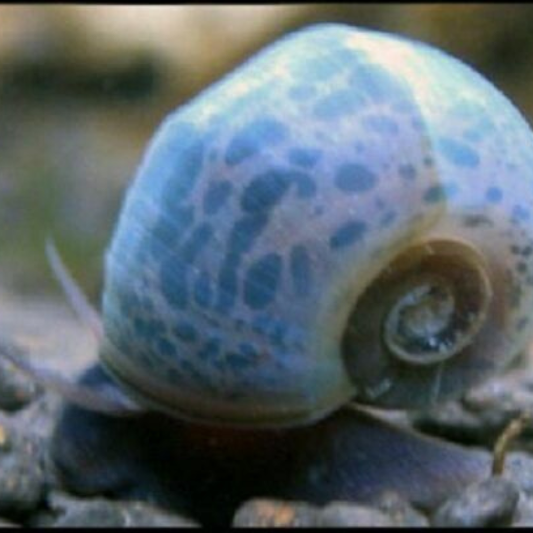 Blue Leopard Ramshorn Snails (Planorbella duryi) – Live Snails for Aqu ...