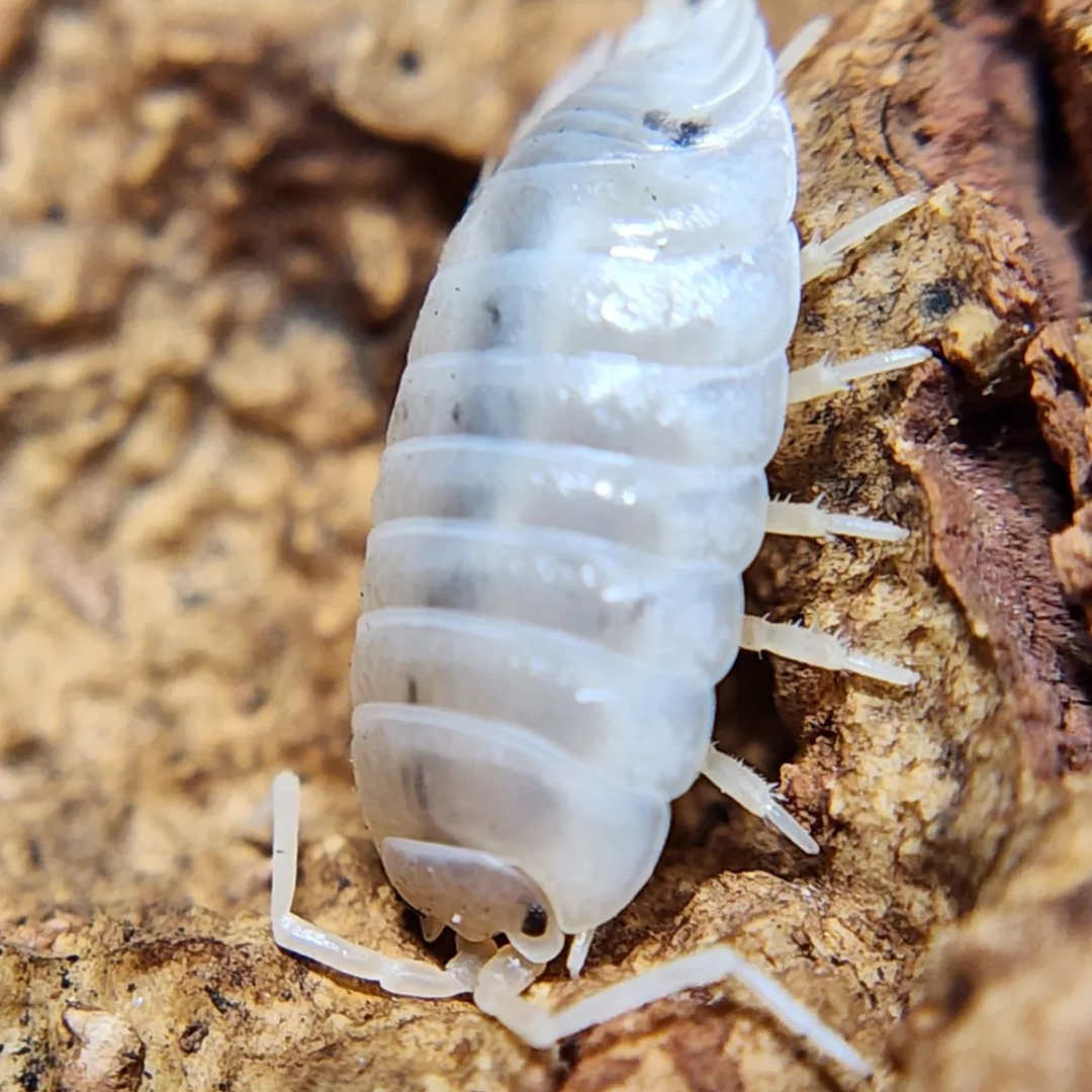 White Isopods (Porcellio laevis) - Pure Isopods for Bioactive Terrariu ...