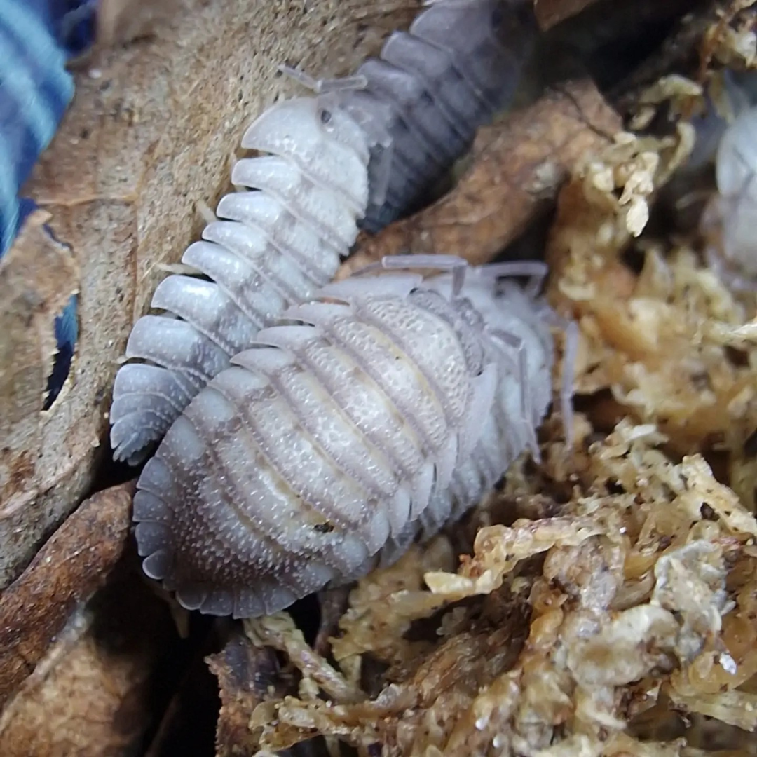 Armadillidium peraccae Isopods - Rare Isopods for Bioactive Terrariums ...
