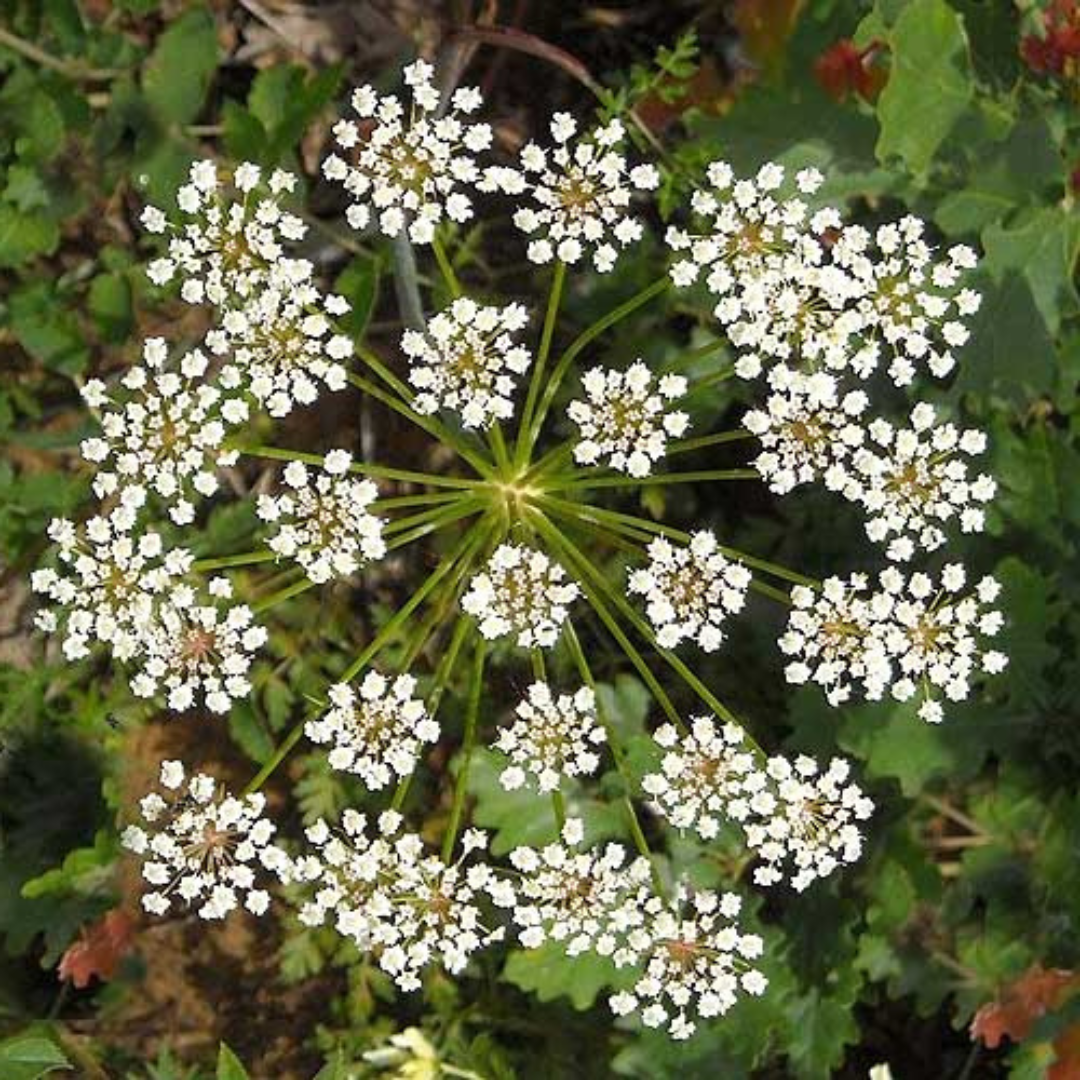 Organic Anise Seeds (Pimpinella anisum) – 100+ Seeds for Herb Gardens ...