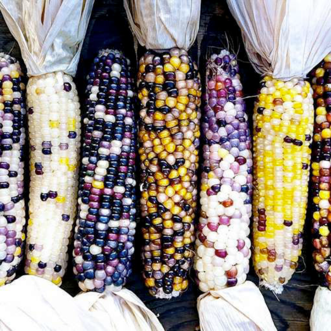 Heirloom Cherokee Long Ear Popcorn Seeds (Zea mays) – Vibrant, Multico ...