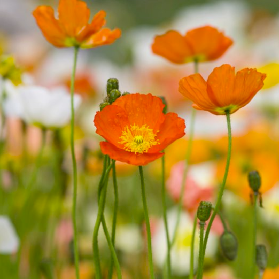 Poppy, Iceland – Terra Mater Gardens
