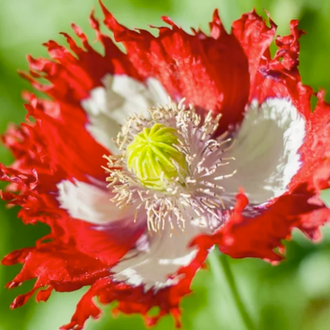 Organic Danebrog Poppy Seeds (Papaver somniferum) – 30+ Seeds for Stri ...