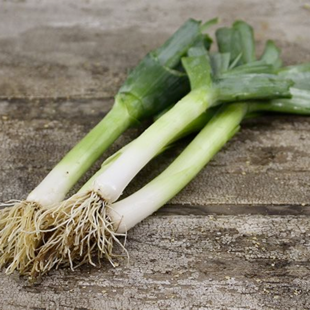 Organic Carentan Leek Seeds (Allium porrum) – Thick Stalks, Sweet and ...