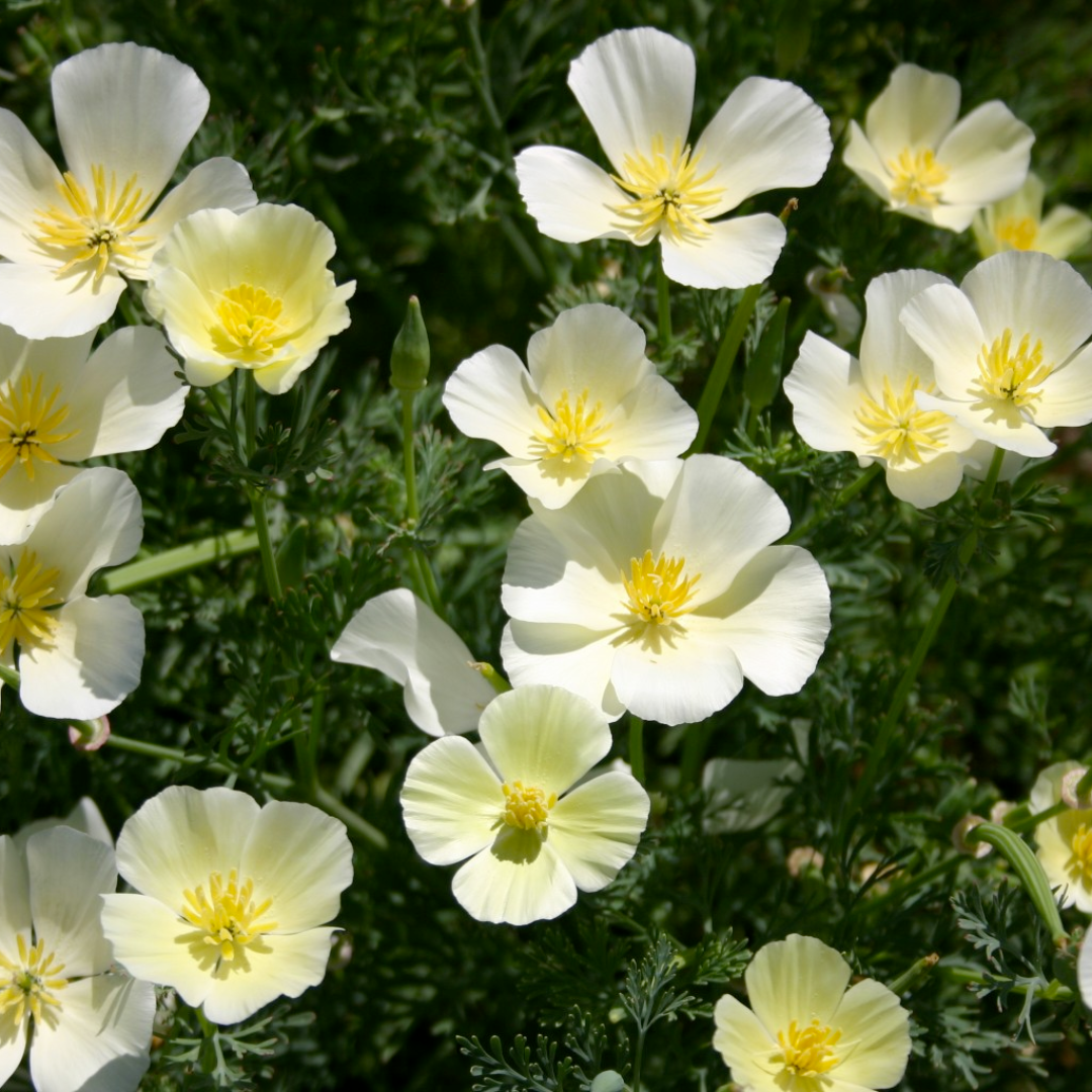 Organic California White Poppy Seeds (Eschscholzia californica alba ...