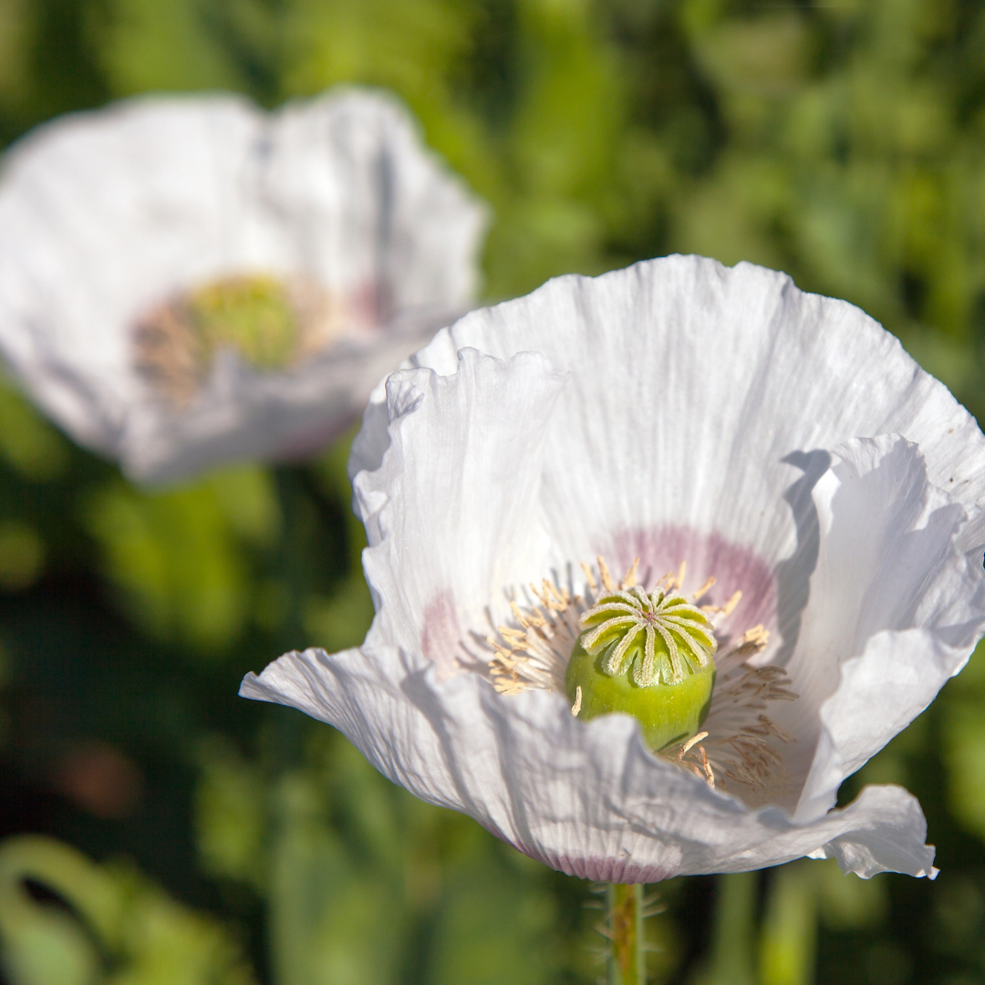 Organic Peshawar Poppy Seeds (Papaver somniferum album) – 150+ Seeds f ...