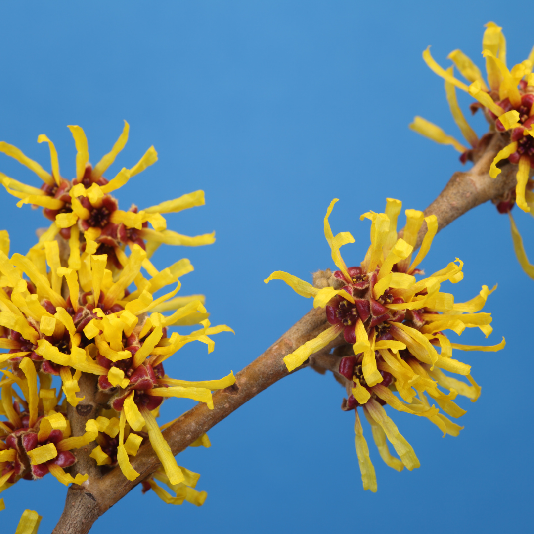 Witch Hazel Seeds (Hamamelis virginiana) – 5+ Seeds for Shrub Gardens ...