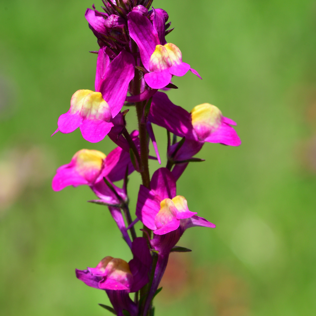 Fairy Bouquet Mix Spurred Snapdragon Seeds (Linaria maroccana) – Dazzl ...