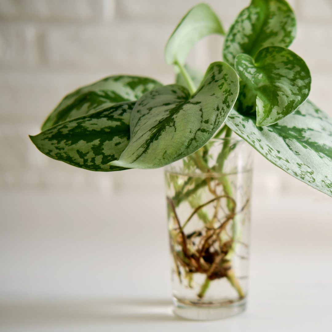 Satin Pothos Water Rooted Plant (Scindapsus pictus) – Live Plant for I ...