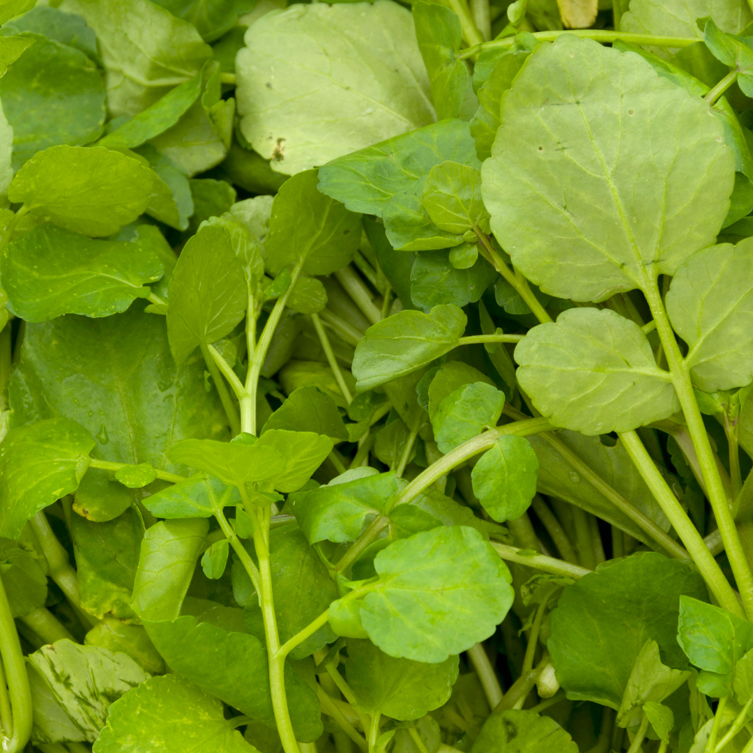 Organic Watercress Seeds (Nasturtium officinale) – 200+ Seeds for Pepp ...