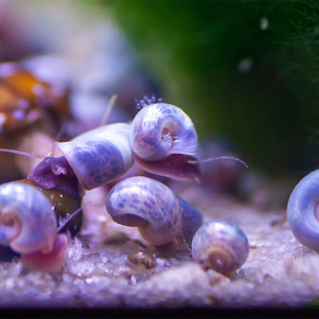 Purple Leopard Ramshorn Snails (Planorbella duryi) – Live Snails for A ...