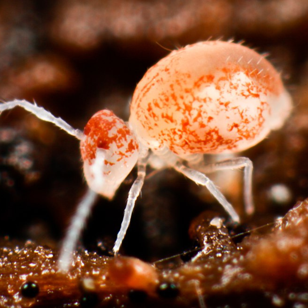 Globular Cave Springtails (Arrhopalites caecus) – Blind, soil-dwelling ...