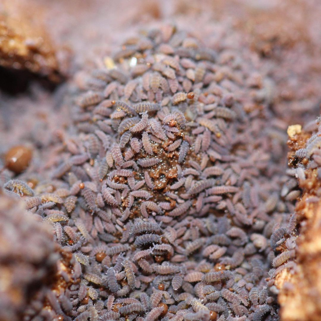 Lilac Springtails (Ceratophysella sp.) – Live Springtails for Terrariu ...