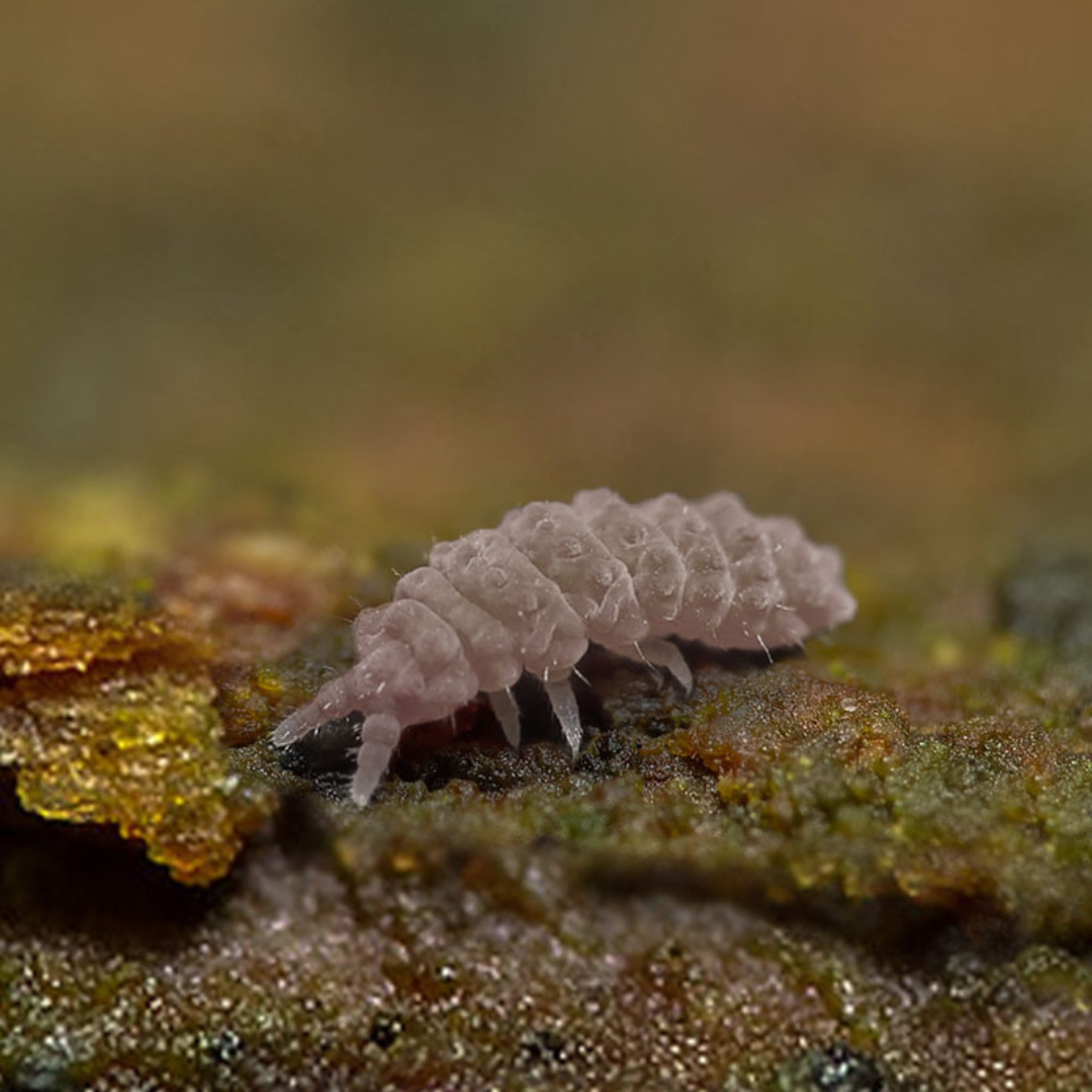 Lilac Springtails (Ceratophysella sp.) – 50+ Live Springtails for Terr ...