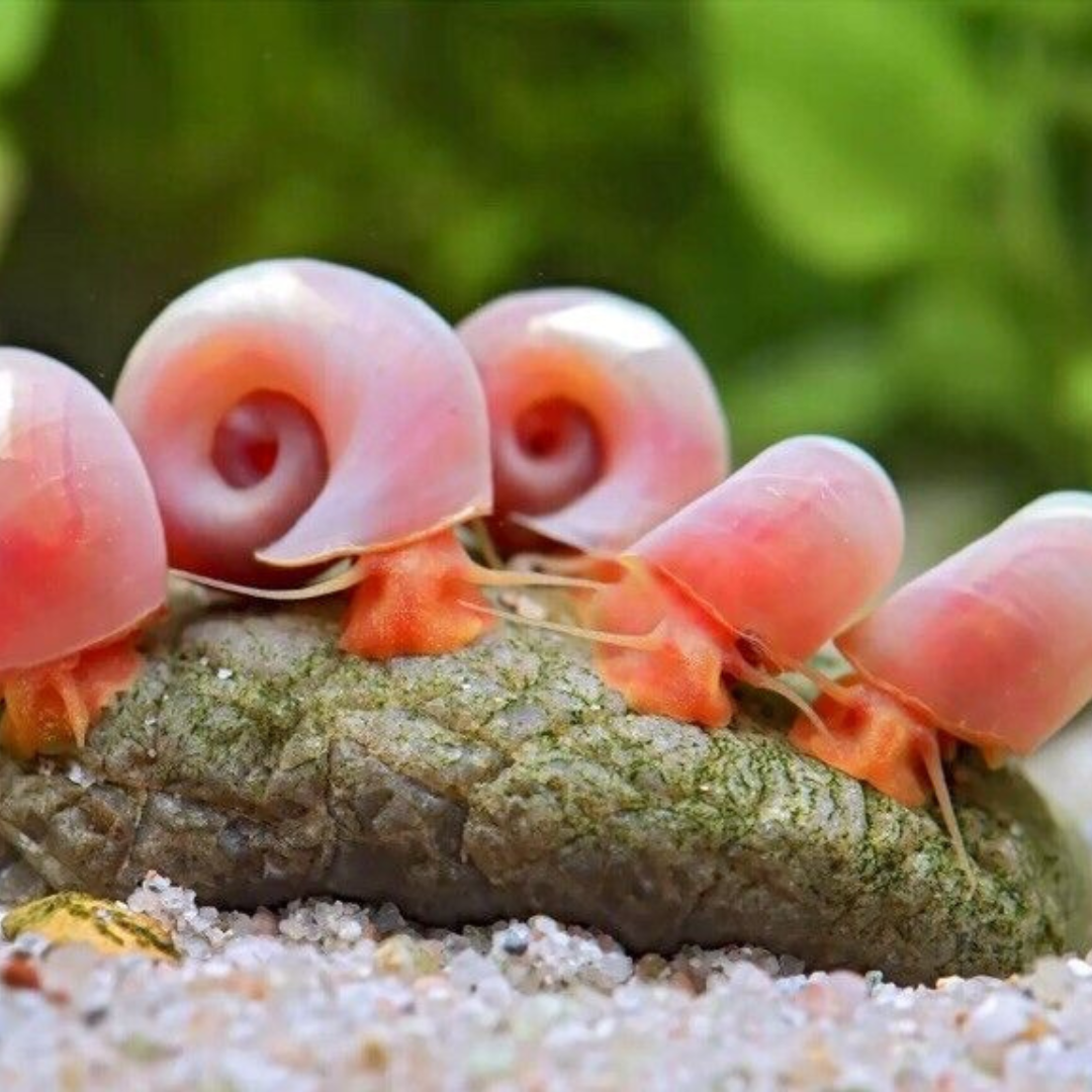 Pink Ramshorn Snails (Planorbella duryi) – Live Snails for Aquariums ...