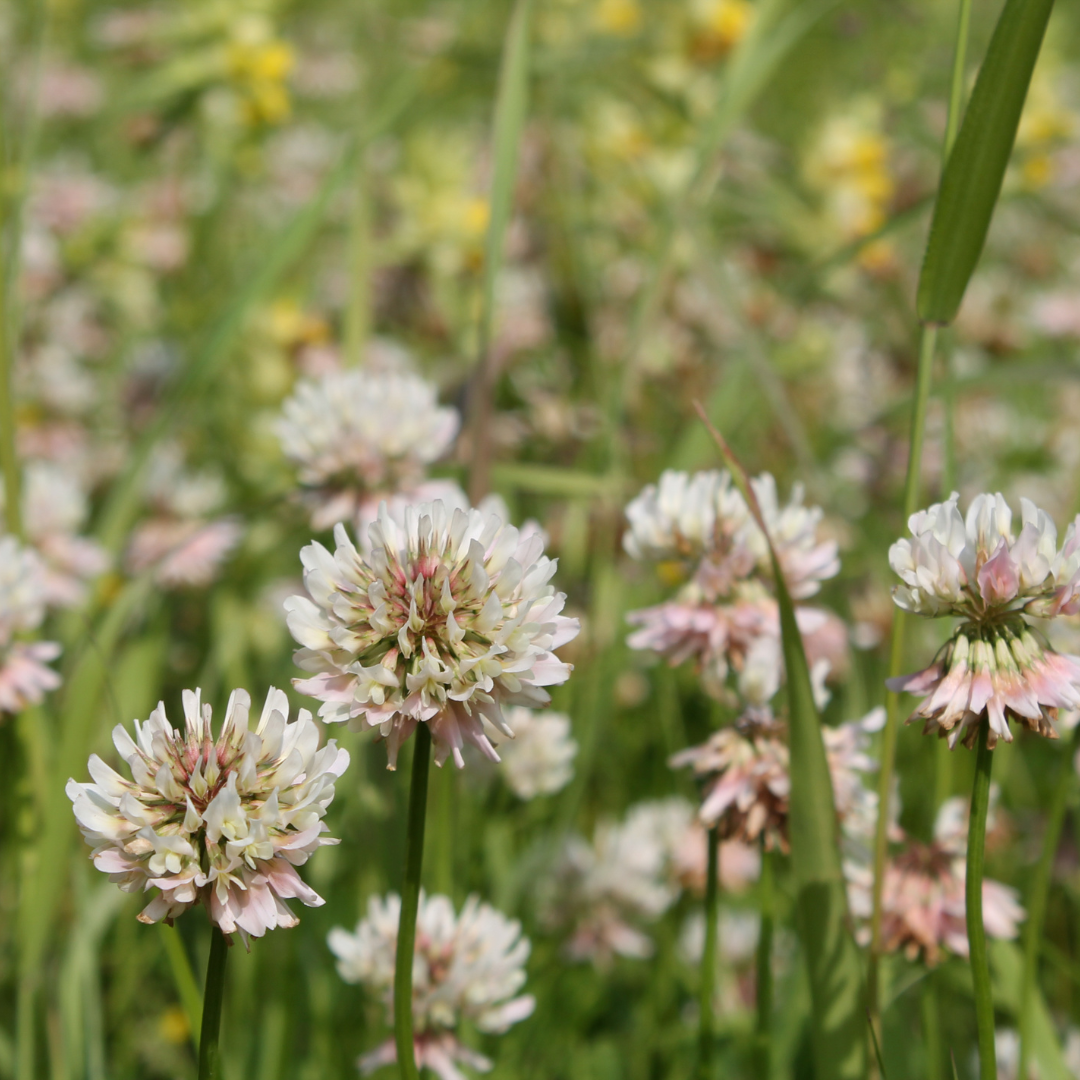 Organic White Dutch Lawn Clover Seeds (Trifolium repens) – 500 Seeds f ...
