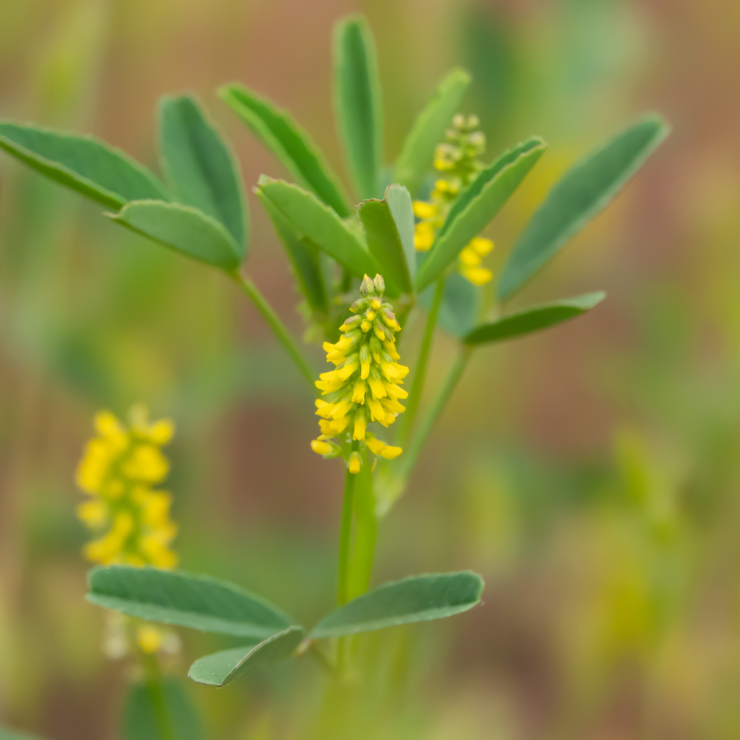 Yellow Blossom Sweet Clover Seeds (Pre-Inoculated) (Melilotus officina ...