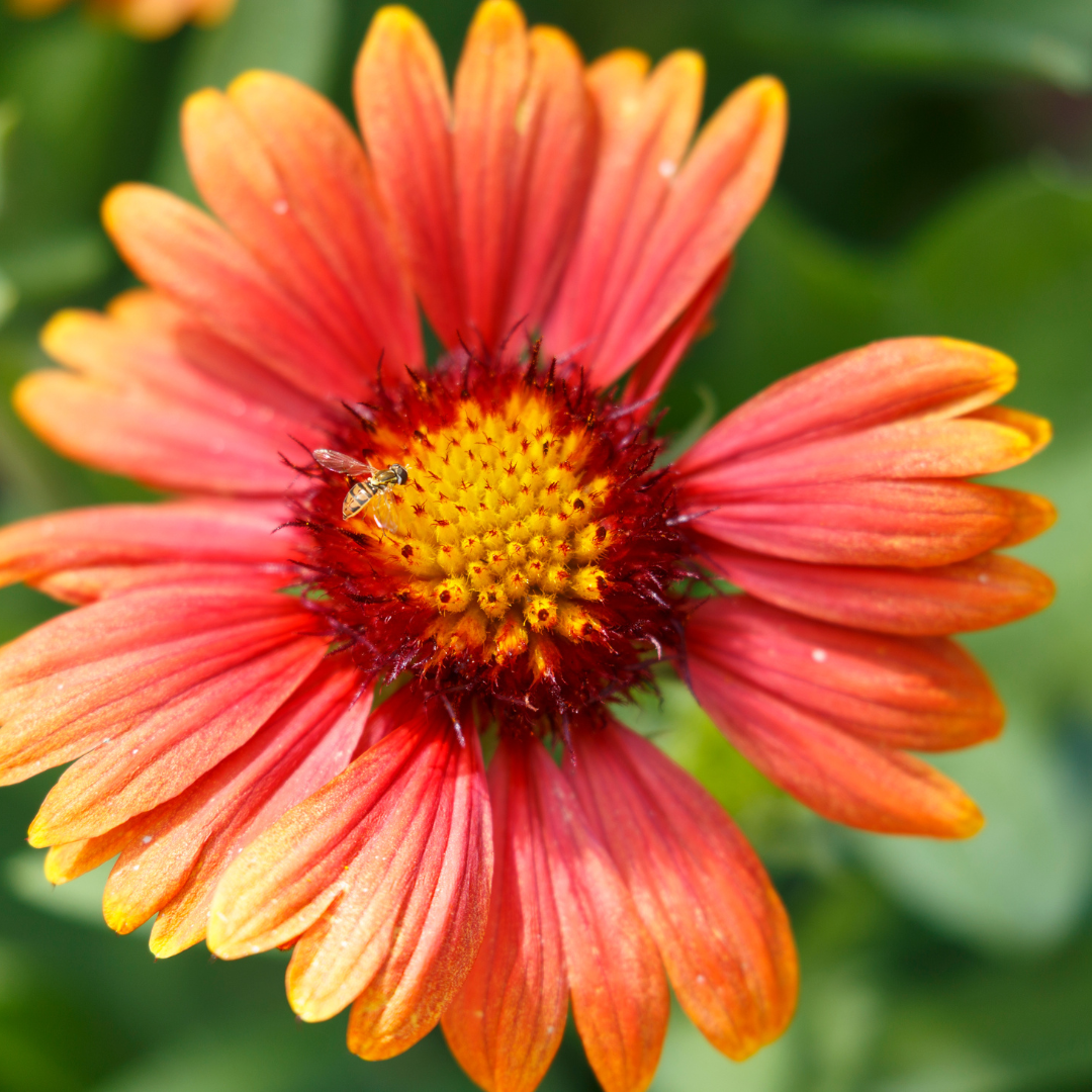 Organic Dwarf Goblin Gaillardia Seeds (Gaillardia grandiflora) – Compa ...