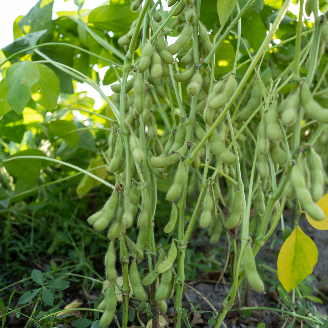Edamame Bean Seeds (Heirloom Glycine max) – 20+ Seeds for Nutritious ...
