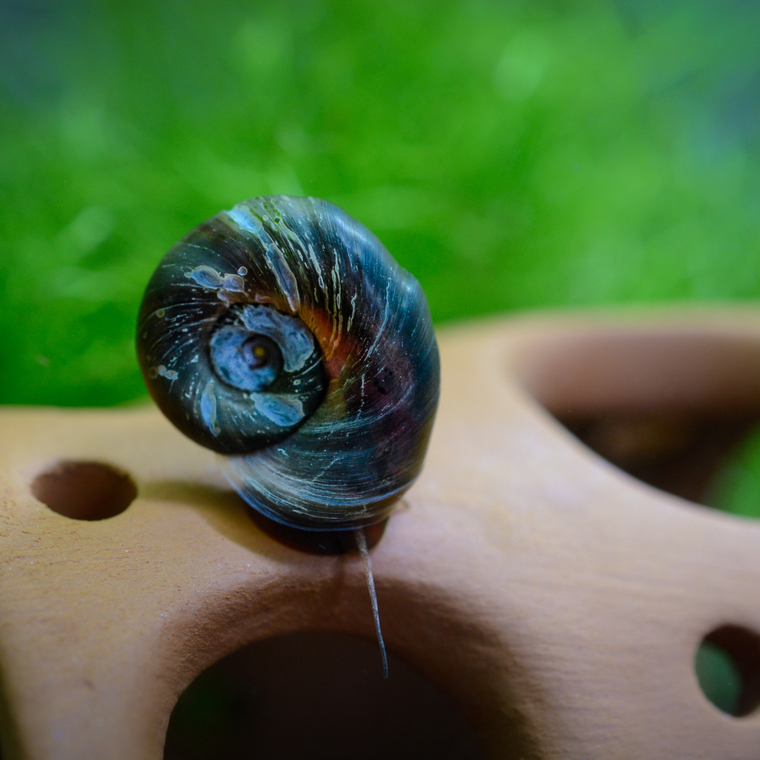 Chocolate Ramshorn Snails (Planorbidae Family) – Live Snails for Aquar ...