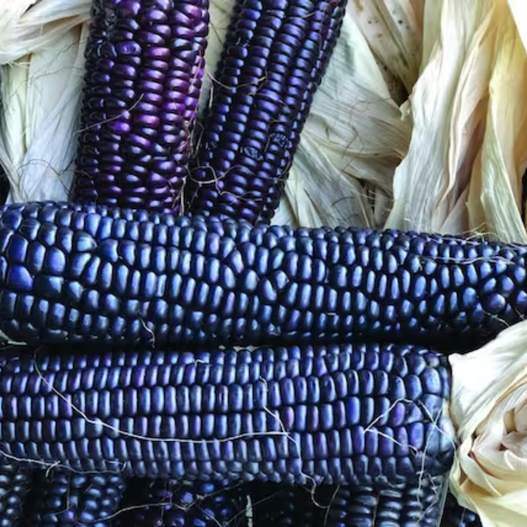 Heirloom Jerry Petersen Blue Corn Seeds (Zea mays) – Stunning Blue Ear ...