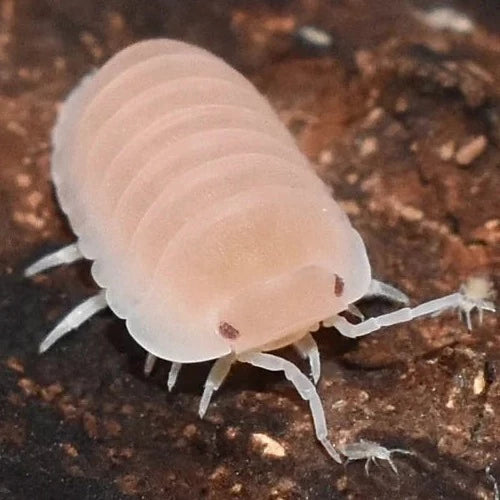 Papaya Isopods (Cubaris murina) - Unique Isopods for Bioactive Terrari ...