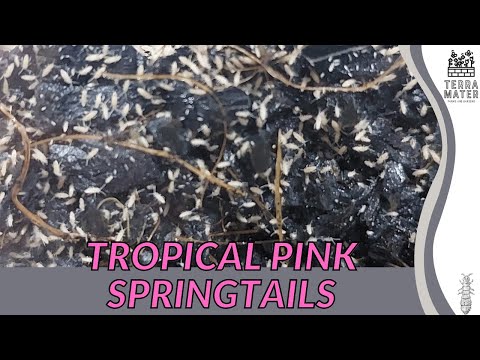 Tropical Pink Springtails (Coecobrya communis, formerly Sinella curvis ...