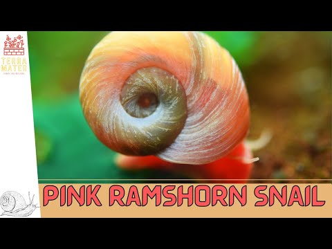 Pink Ramshorn Snails (Planorbella duryi) – Live Snails for Aquariums ...