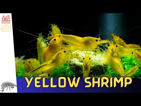 Neon Yellow Shrimp (Neocaridina davidi) – Live Freshwater Shrimp for A ...