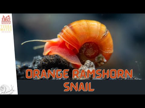 Orange Ramshorn Snails (Planorbella duryi) – Live Snails for Aquariums ...