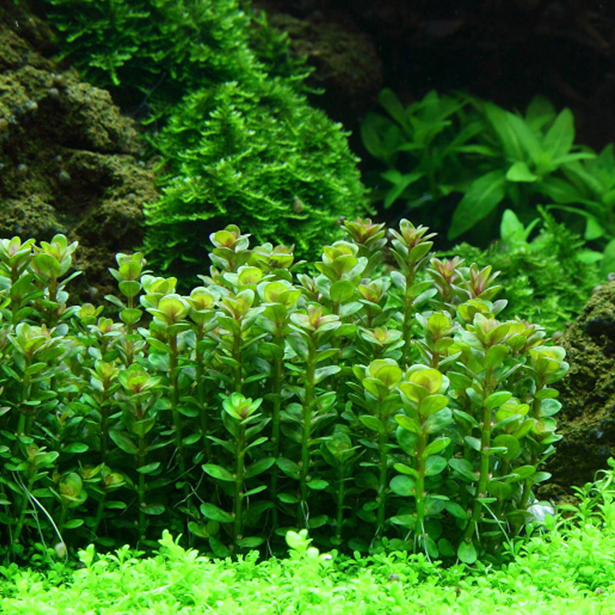 Indian Toothcup (Rotala indica) – Live Aquatic Plant for Aquascaping ...