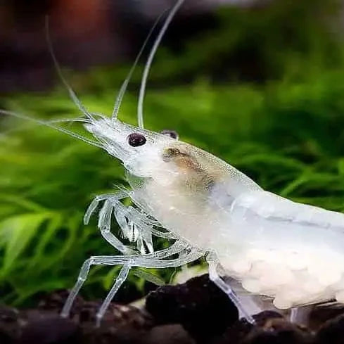 Snowball White Shrimp (Neocaridina davidi) – Live Freshwater Shrimp fo ...