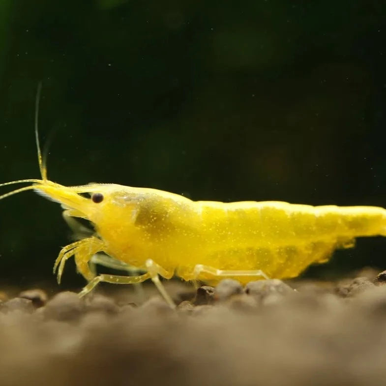 Neon Yellow Shrimp (Neocaridina davidi) – Live Freshwater Shrimp for A ...