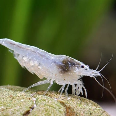 Snowball White Shrimp (Neocaridina davidi) – Live Freshwater Shrimp fo ...