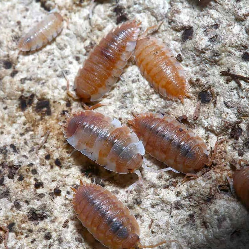 Orange Koi Isopods (Porcellio scaber) - Colorful Isopods for Bioactive ...