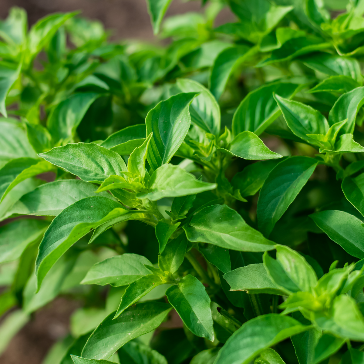 Organic Lemon Basil Seeds (Ocimum basilicum 'Lemon') – 50 Seeds for He ...