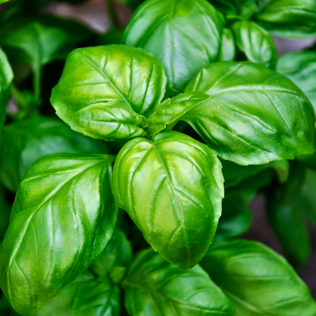 Organic Italian Large Leaf Basil Seeds (Ocimum basilicum 'Italian Larg ...