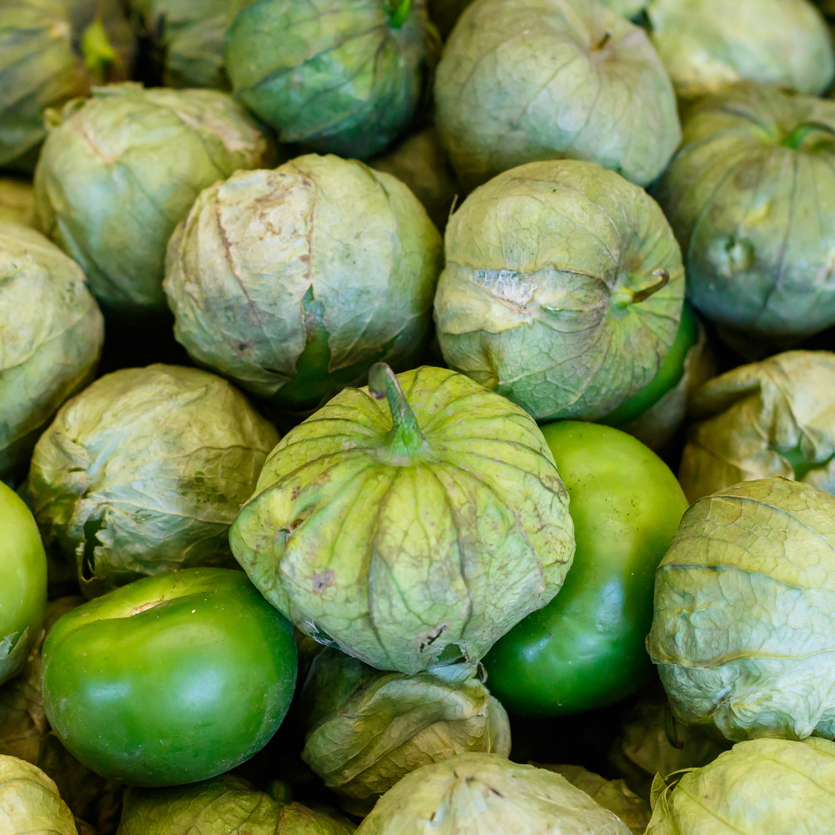 Tomatillo, Verde – Terra Mater Gardens
