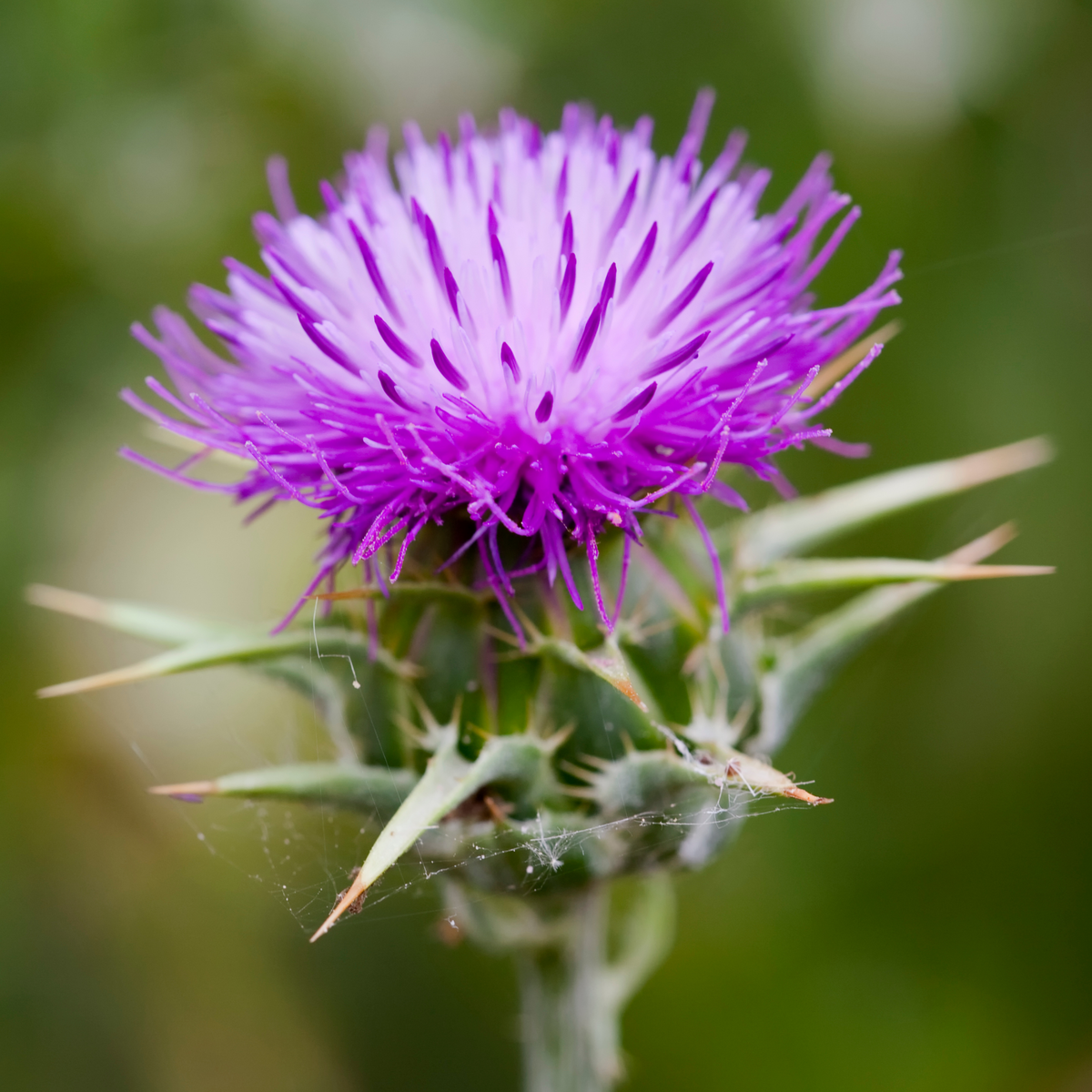 Organic Milk Thistle Seeds (Silybum marianum) – Striking Purple Blooms ...