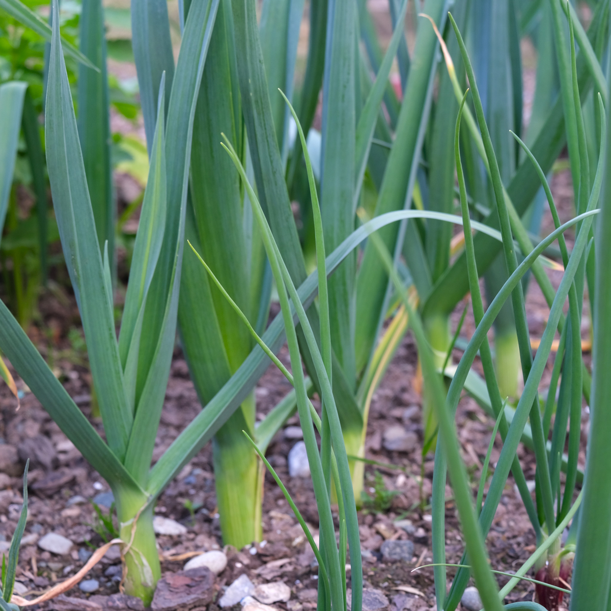Organic Broad London Leek Seeds (Allium ampeloprasum 'Broad London ...