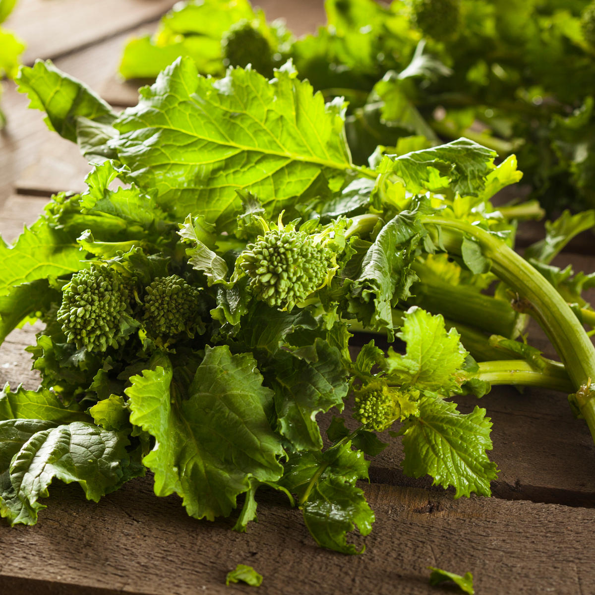 Broccoli, Spring Raab – Terra Mater Gardens
